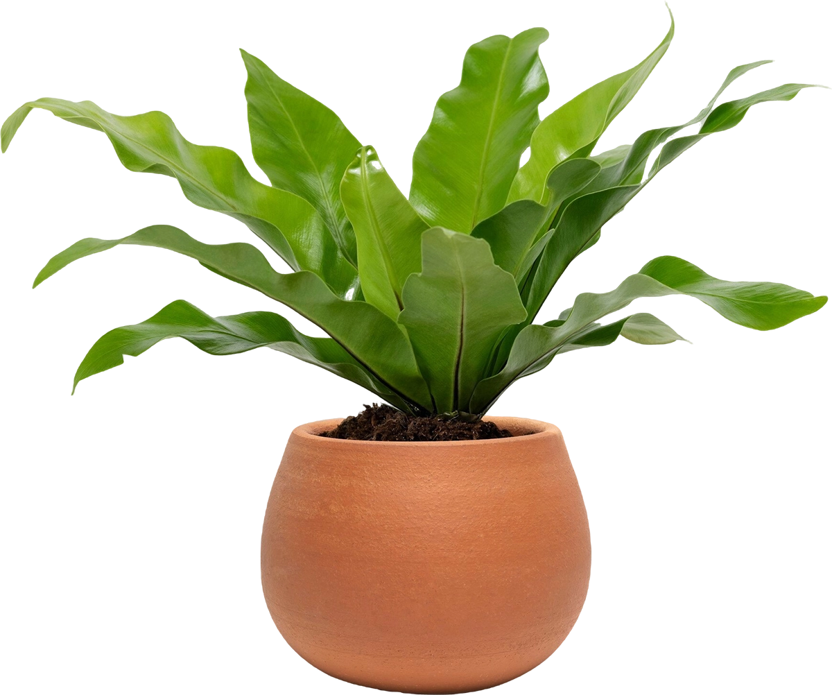 Leafscape - Leafscape